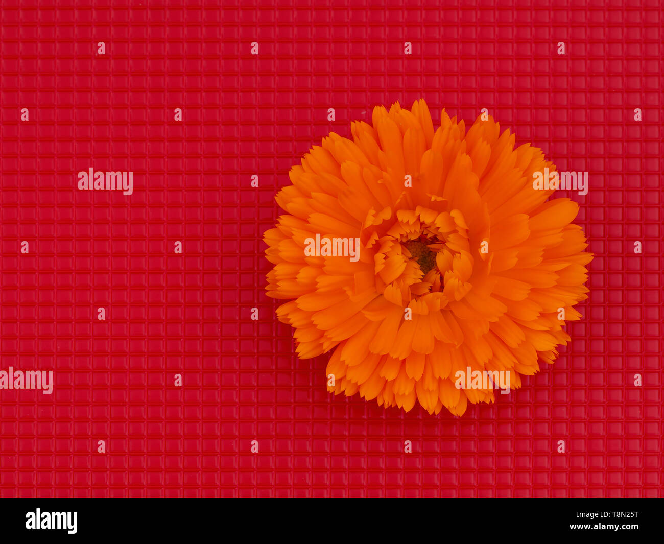 Marigold flower, Calendula officinalis, on red cullinary background ...