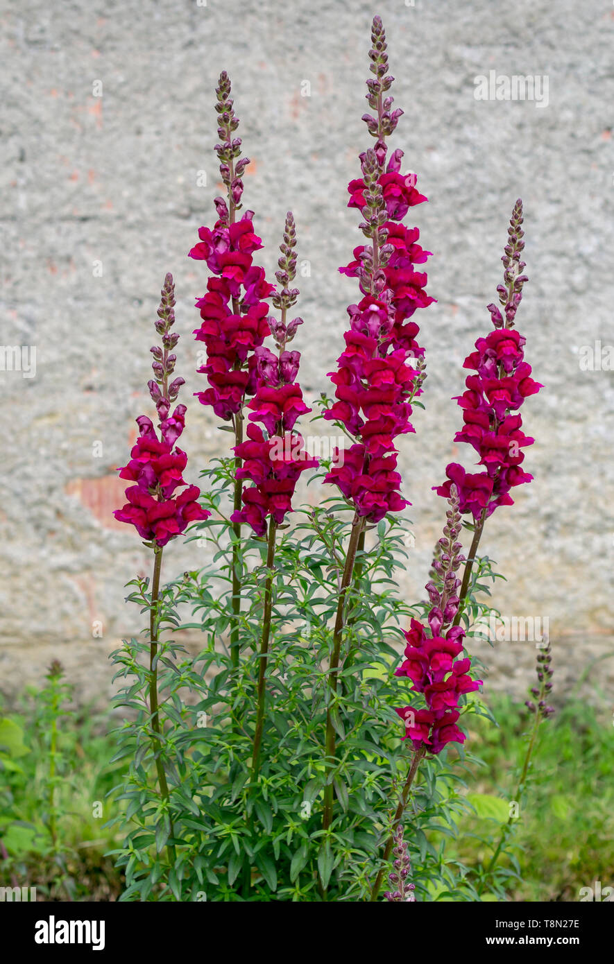 Red snapdragon flowers antirrhinum hi-res stock photography and images ...