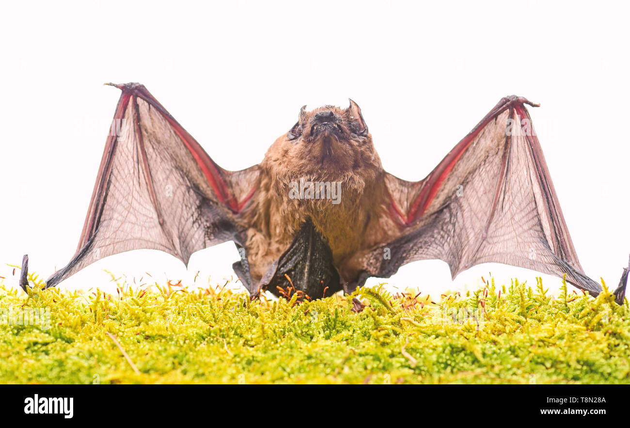 Bat Ultrasonic Sound