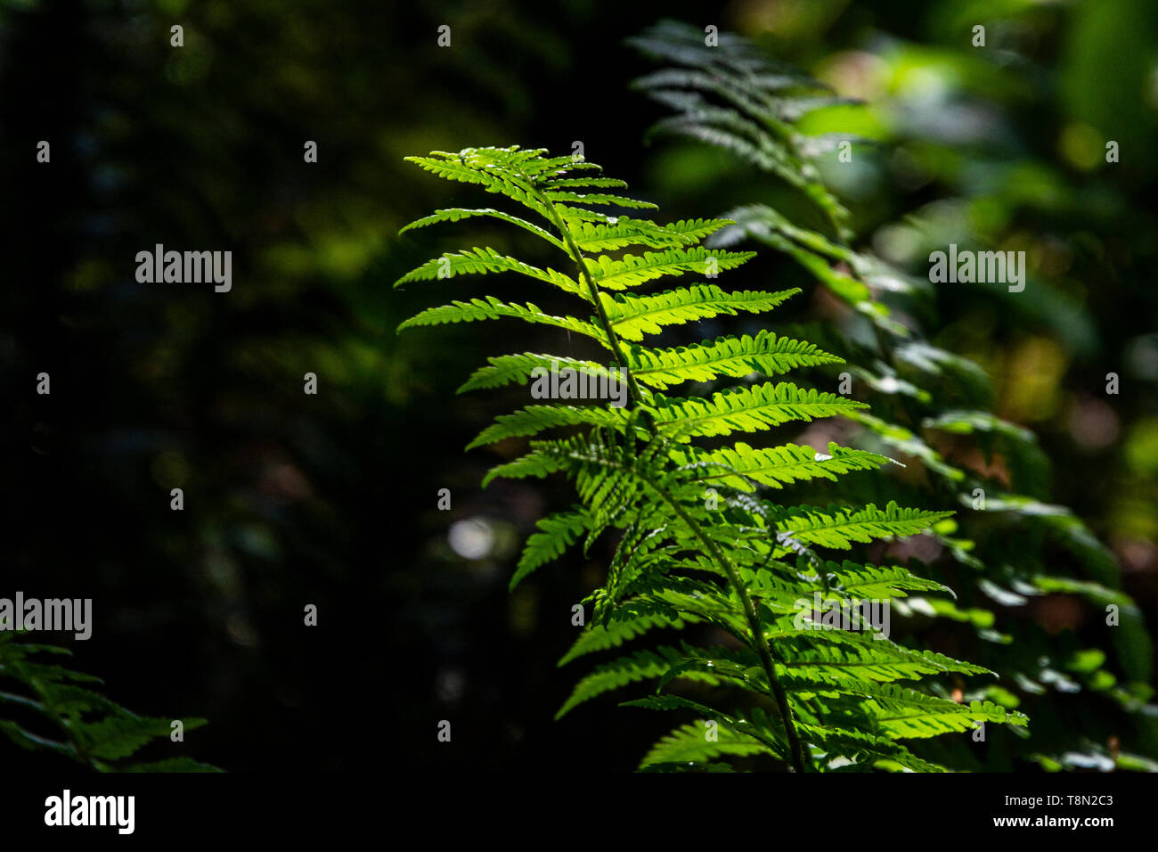 A fern frond in dappled sunlight Stock Photo - Alamy