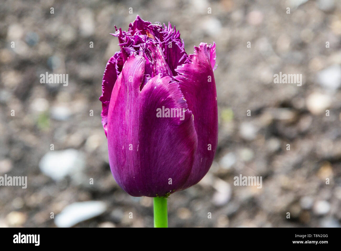 A purple fringed tulip flower Stock Photo - Alamy