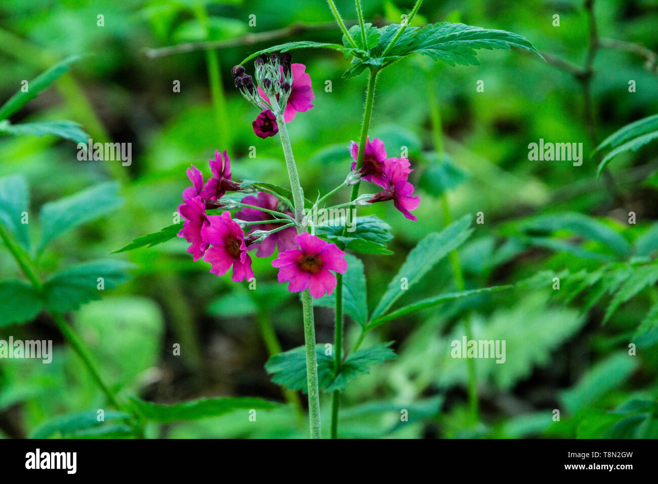 A Japanese primrose (Primula japonica Stock Photo - Alamy