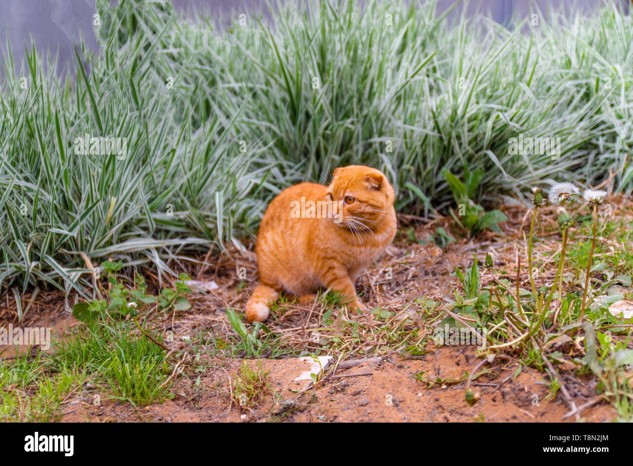 home red Scottish fold cat sitting in the bushes Stock Photo - Alamy