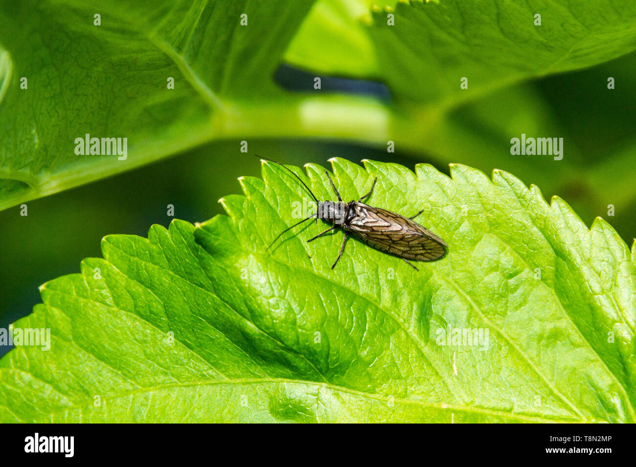 Alderfly hi-res stock photography and images - Alamy