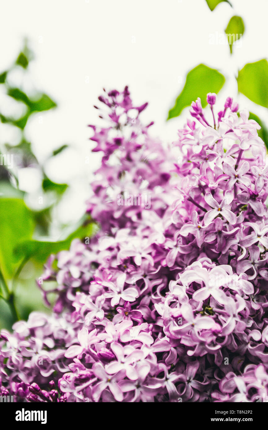 Balmy spring day hi-res stock photography and images - Alamy
