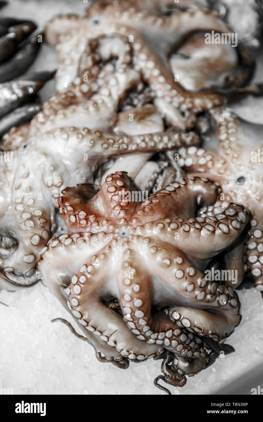Close up of cooled seafood - small octopus, in the market of a fish ...