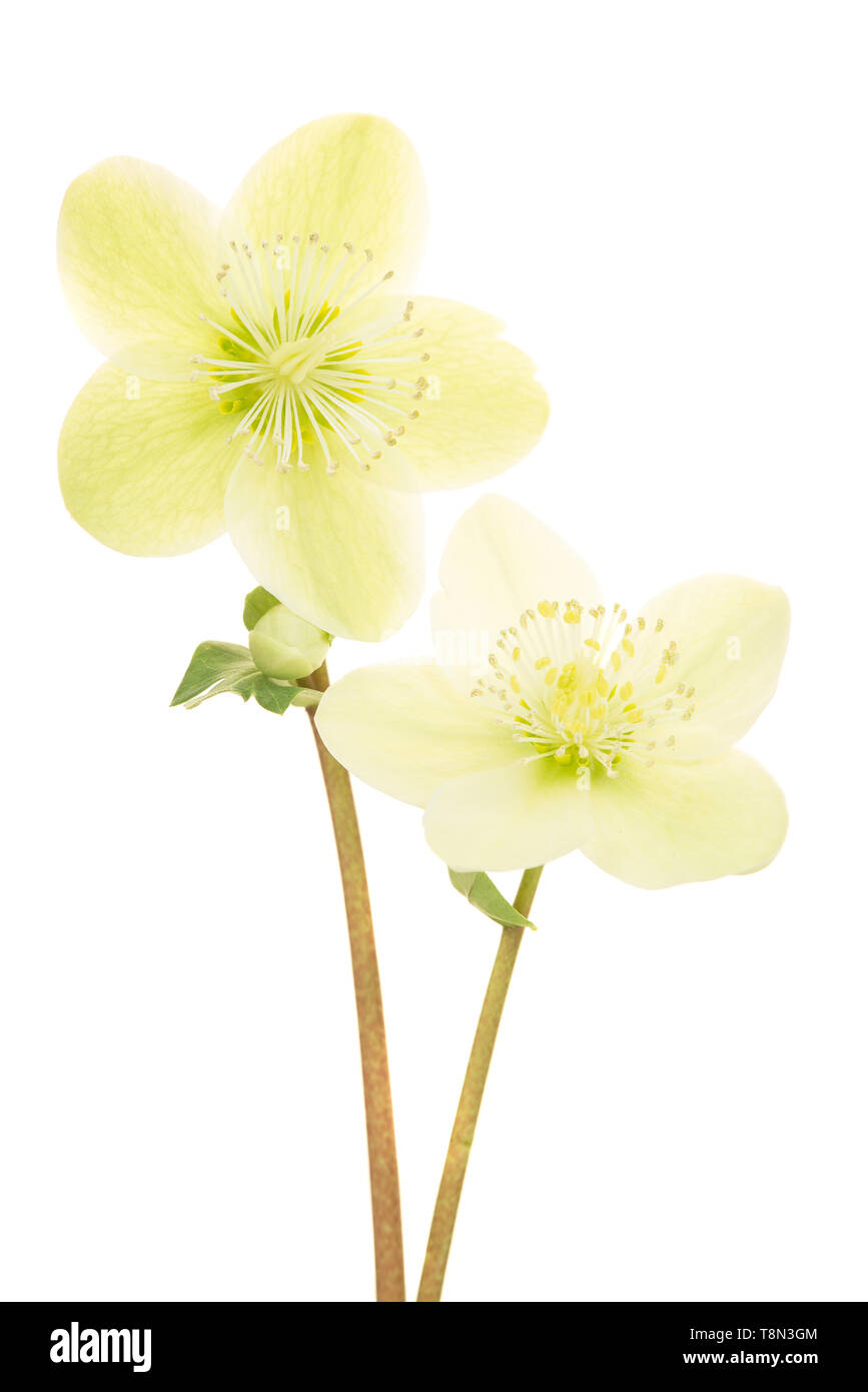Two blooming christmas rose flowers with stem isolated on a white ...