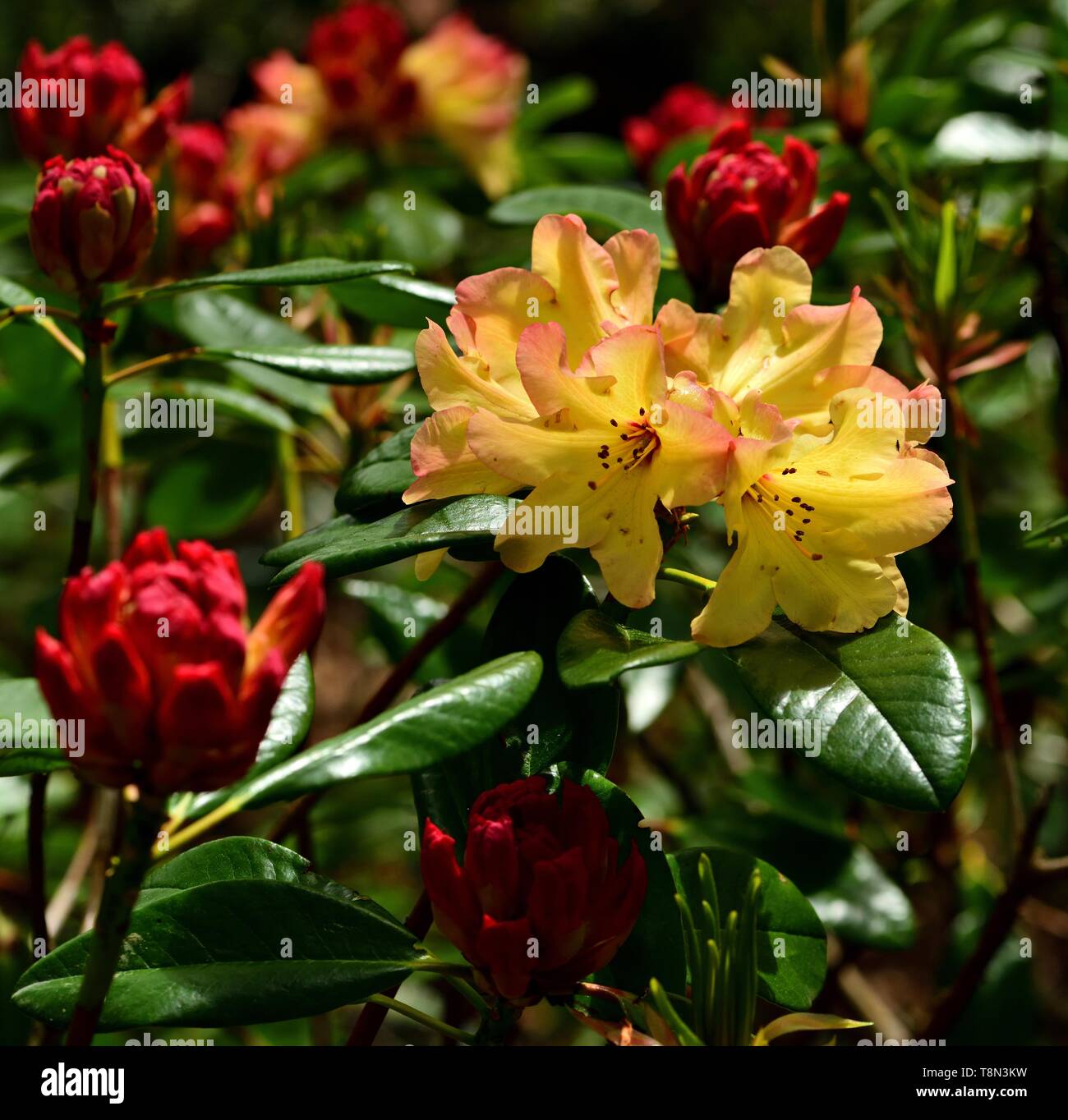 Yellow flowering rhododendron hi-res stock photography and images - Alamy