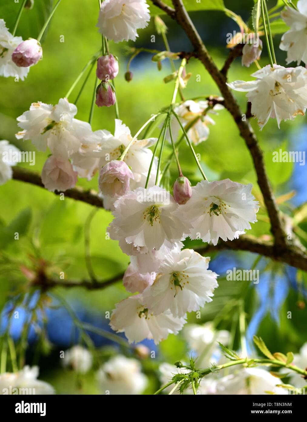 Closeup of white blossom of Prunus Shimidsu Stock Photo - Alamy