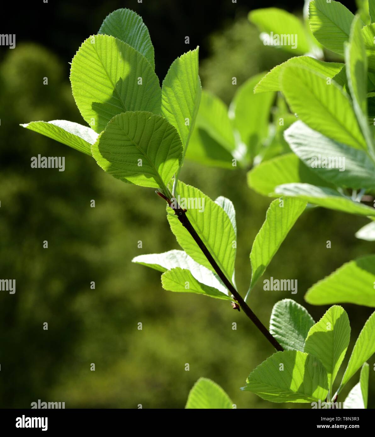 Elliptical leaves hi-res stock photography and images - Alamy