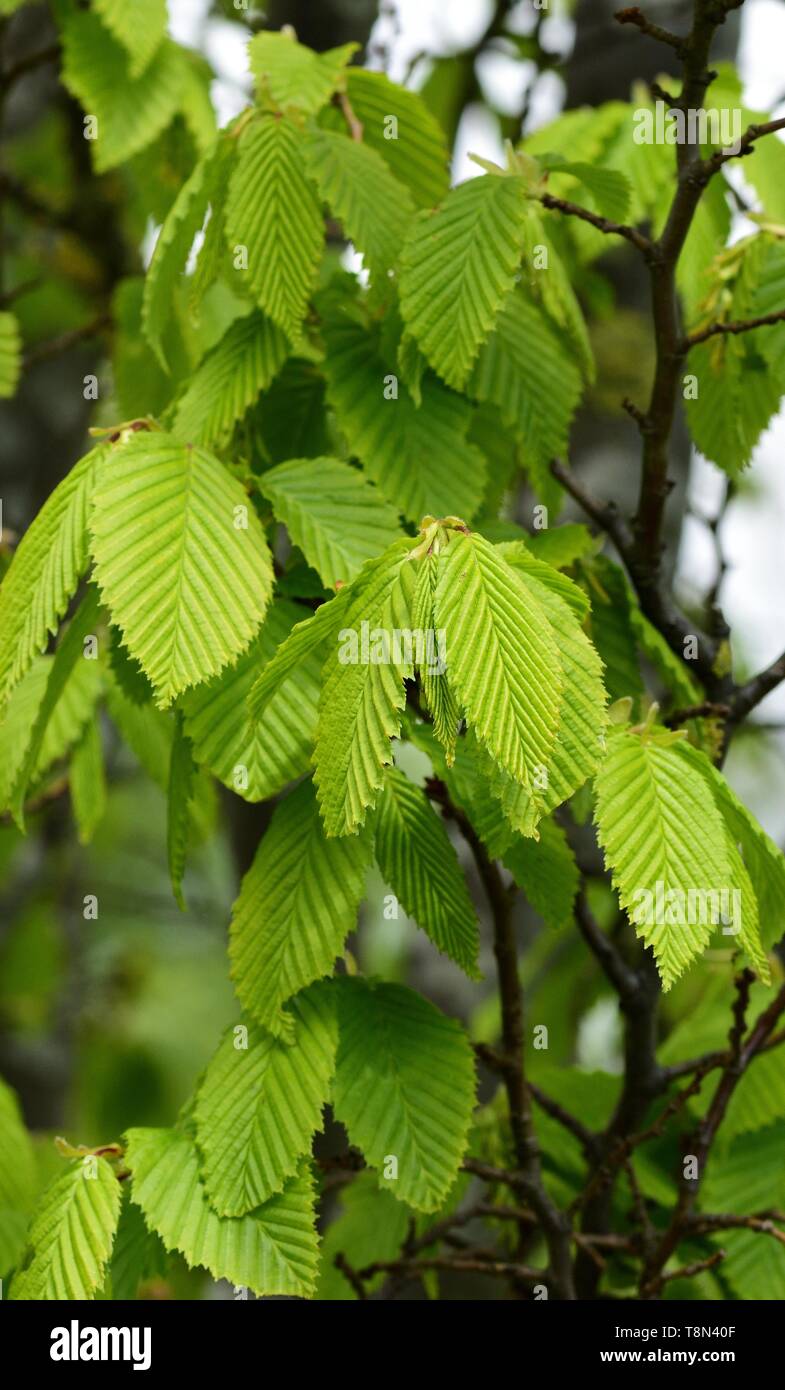 Upright leaves hi-res stock photography and images - Alamy