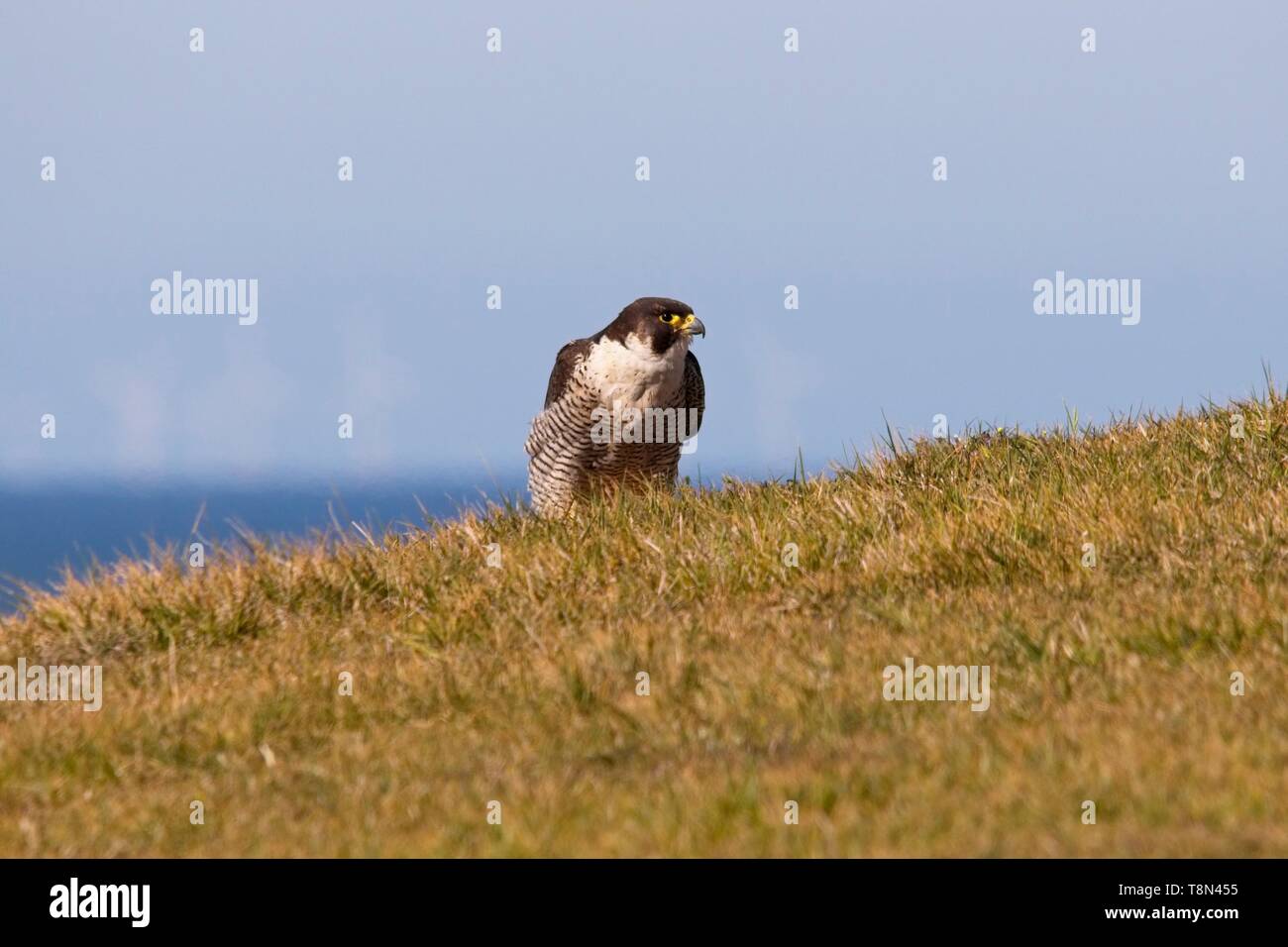 Female peregrine falcon hi-res stock photography and images - Alamy