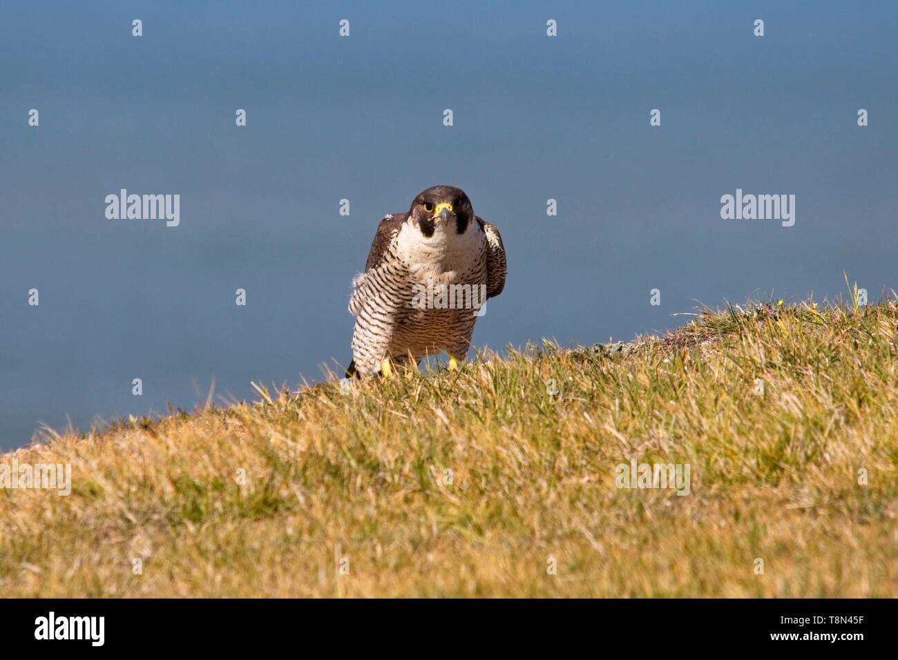 Female peregrine falcon hi-res stock photography and images - Alamy
