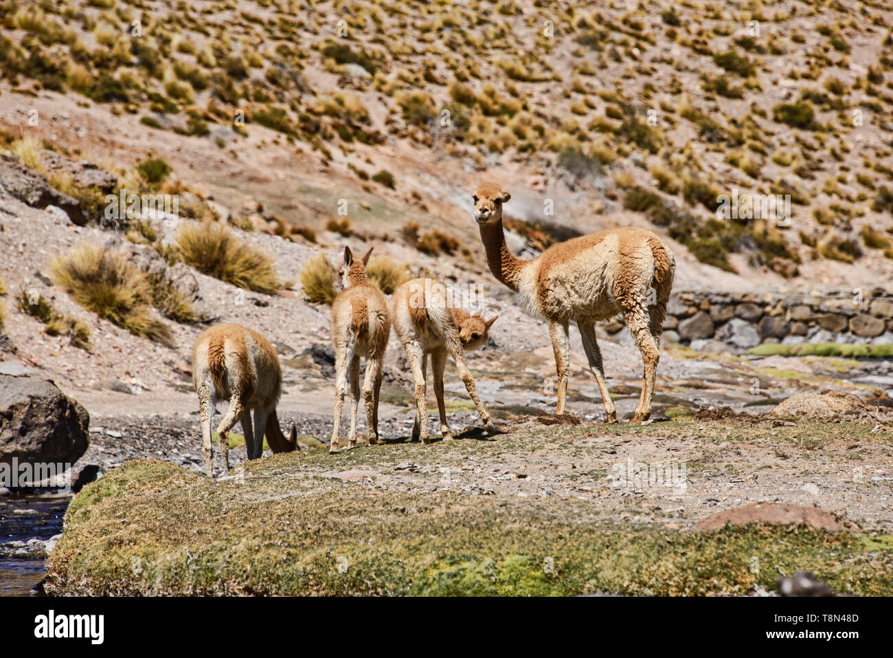 Vicuna Atacama High Resolution Stock Photography and Images - Alamy