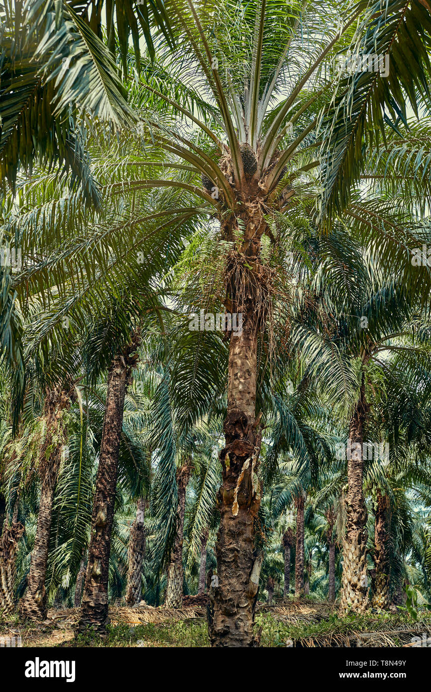 Scenic landscape of a plantation of coconut palm trees growing together ...