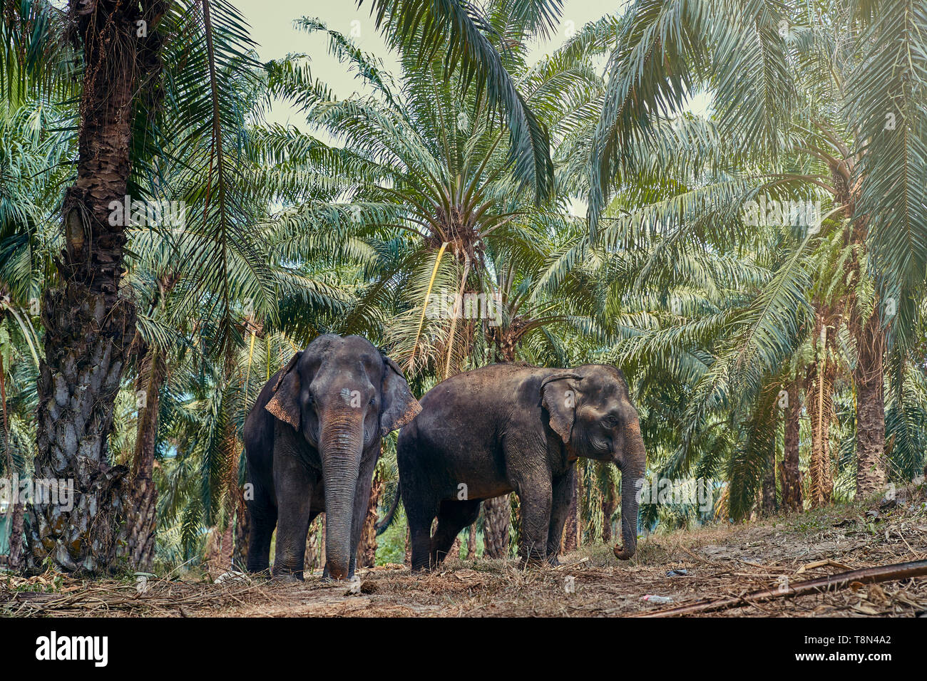 Two large Asian elephants walking together along a trail in forest at ...