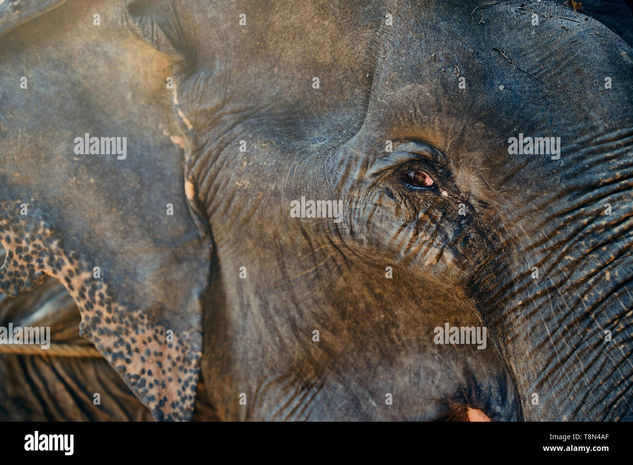 Closeup of an Asian elephant standing behind a rope at an animal ...