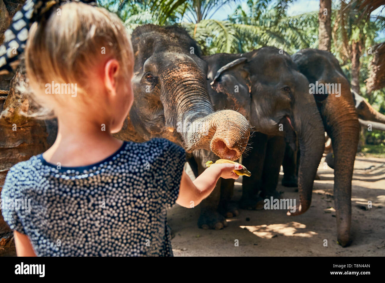Cute little girl feeding a group of Asian elephants bananas at an ...