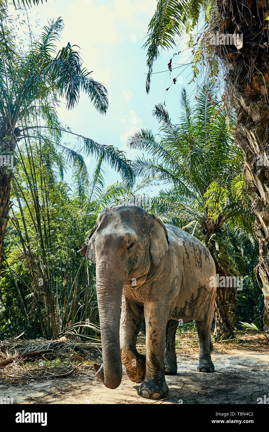 Large Asian elephant walking alone along a trail in the forest of an ...