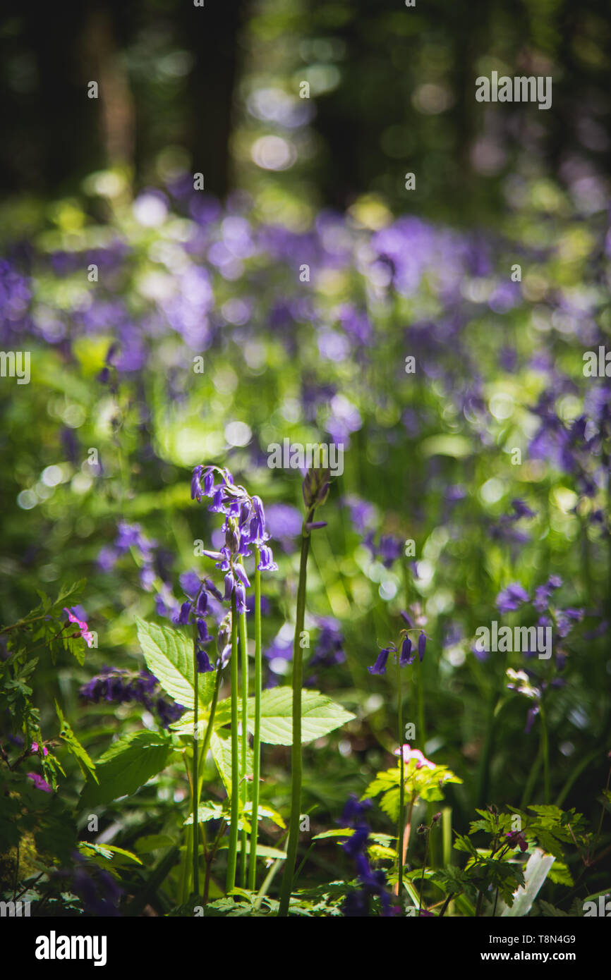 Diffused floral background hi-res stock photography and images - Alamy