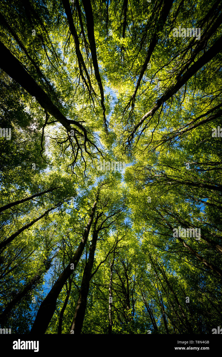 Looking up tall aspen trees hi-res stock photography and images - Alamy