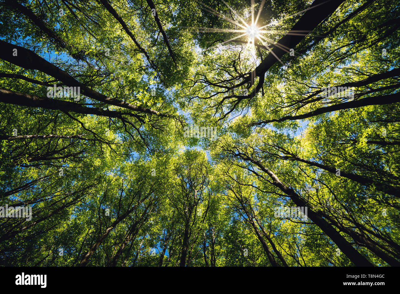 Looking up tall aspen trees hi-res stock photography and images - Alamy