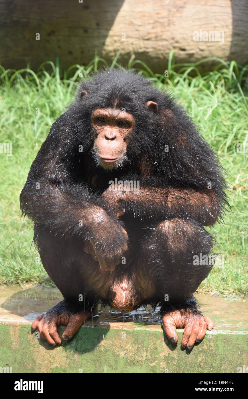 Alipore zoological garden hi-res stock photography and images - Alamy