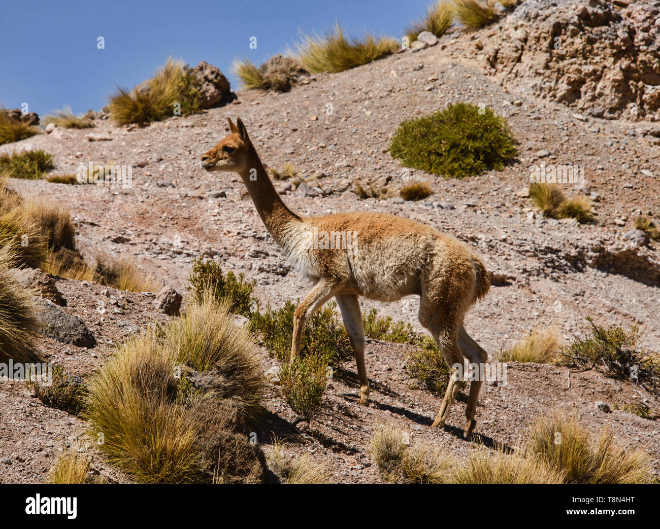 Vicuna vicugna vicugna on the landscape hi-res stock photography and ...