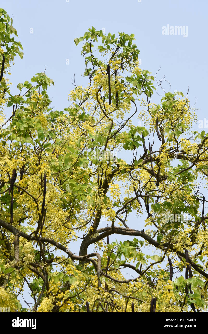 Amaltas tree hi-res stock photography and images - Alamy