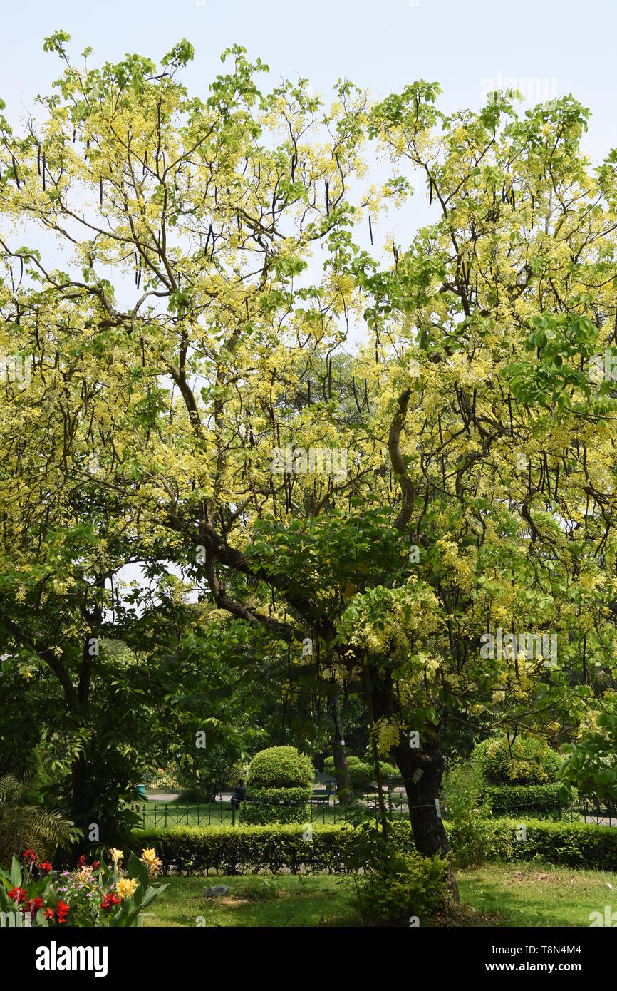 Amaltas tree hi-res stock photography and images - Alamy