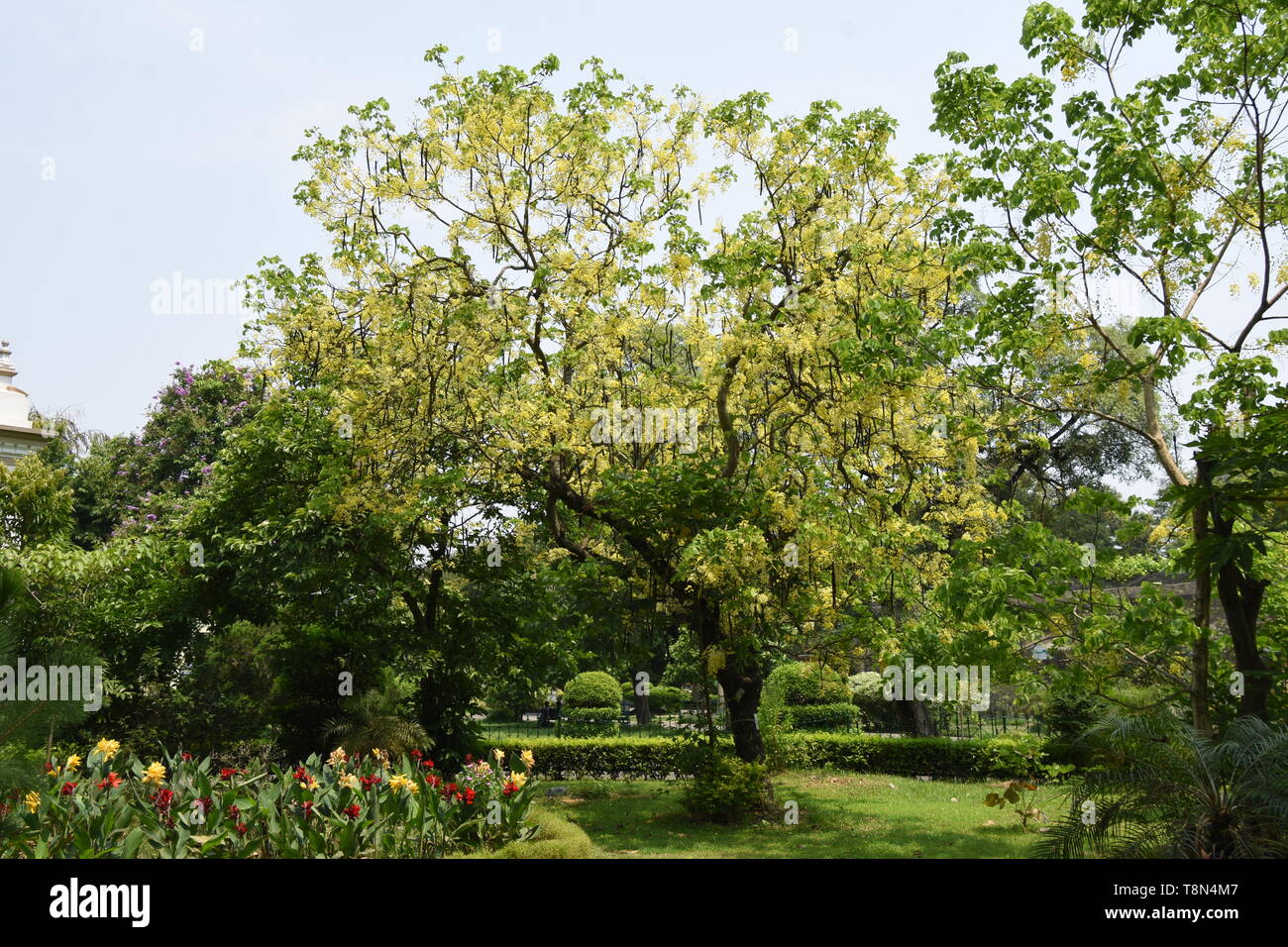 Bahava tree hi-res stock photography and images - Alamy