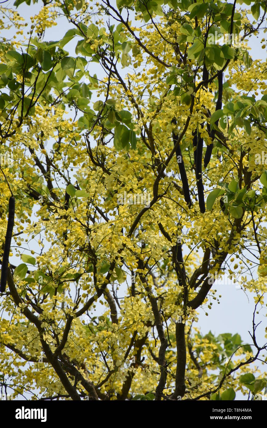 Amaltas tree hi-res stock photography and images - Alamy