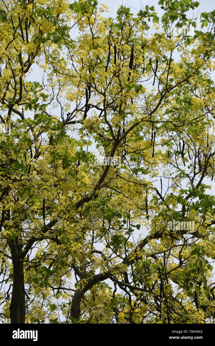 Amaltas tree hi-res stock photography and images - Alamy