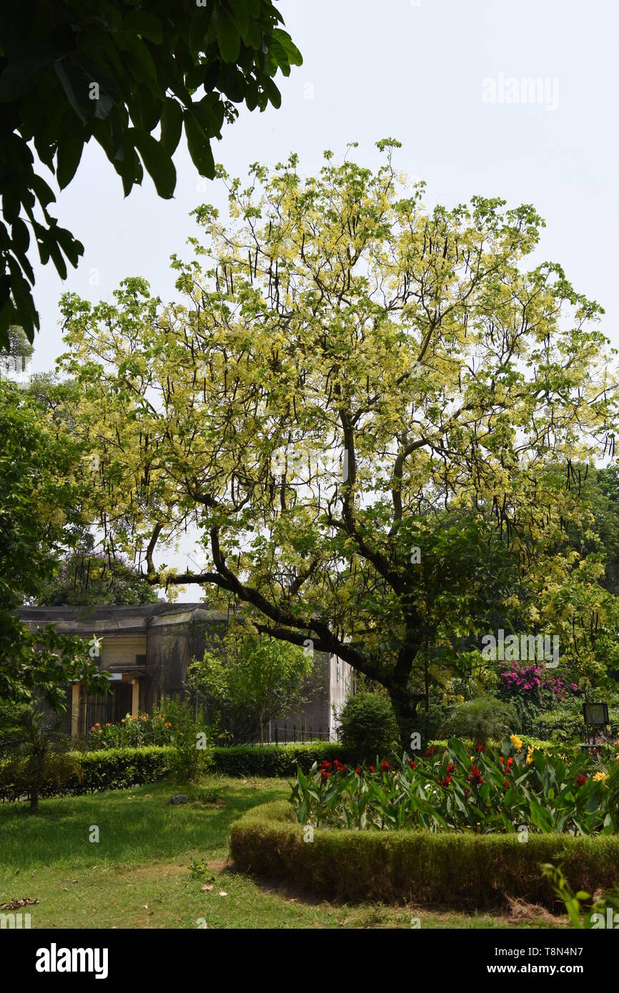 Amaltas tree hi-res stock photography and images - Alamy