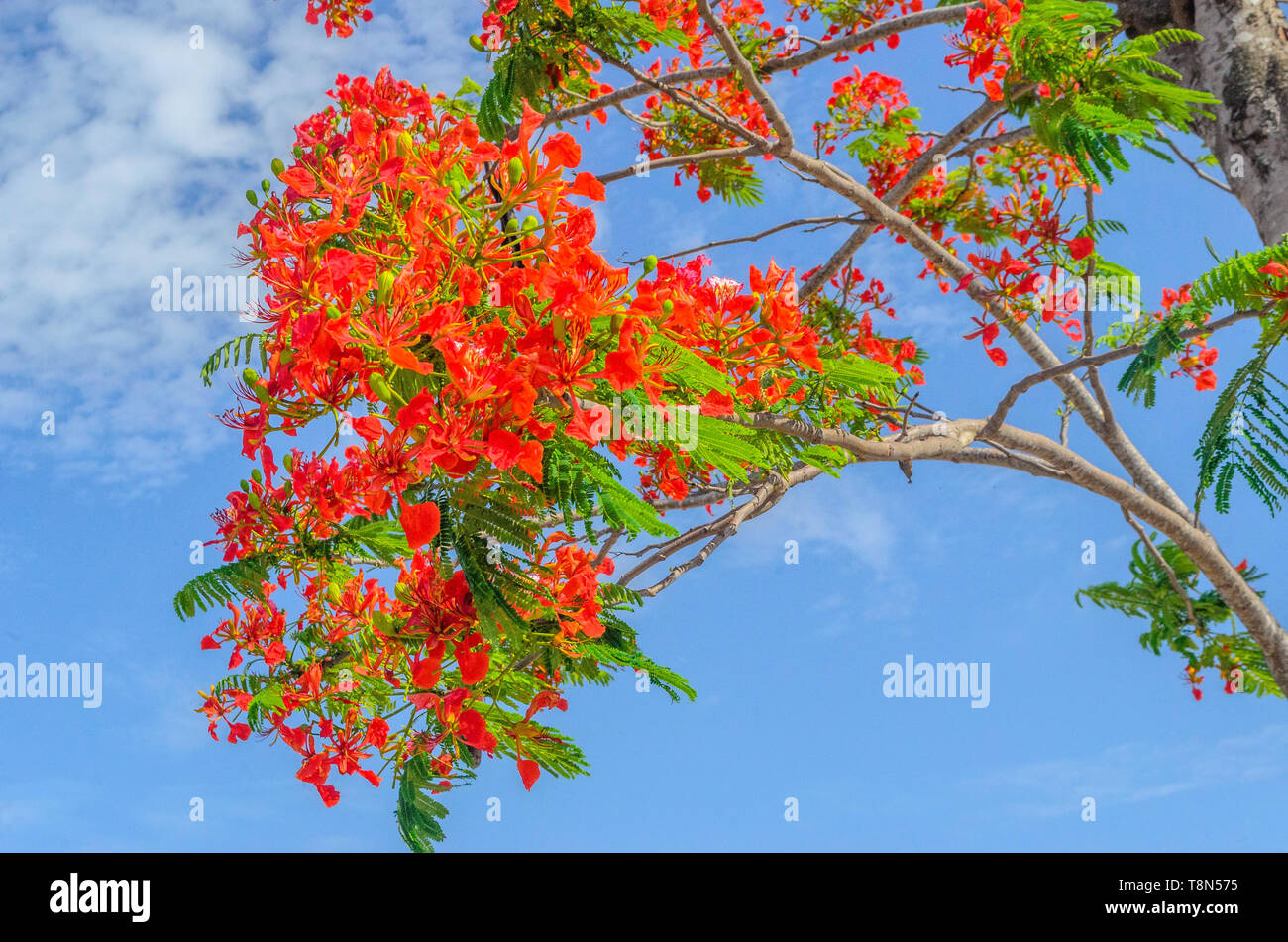 Summer phoenix flowers 2019, Mekong delta, Viet Nam Stock Photo - Alamy