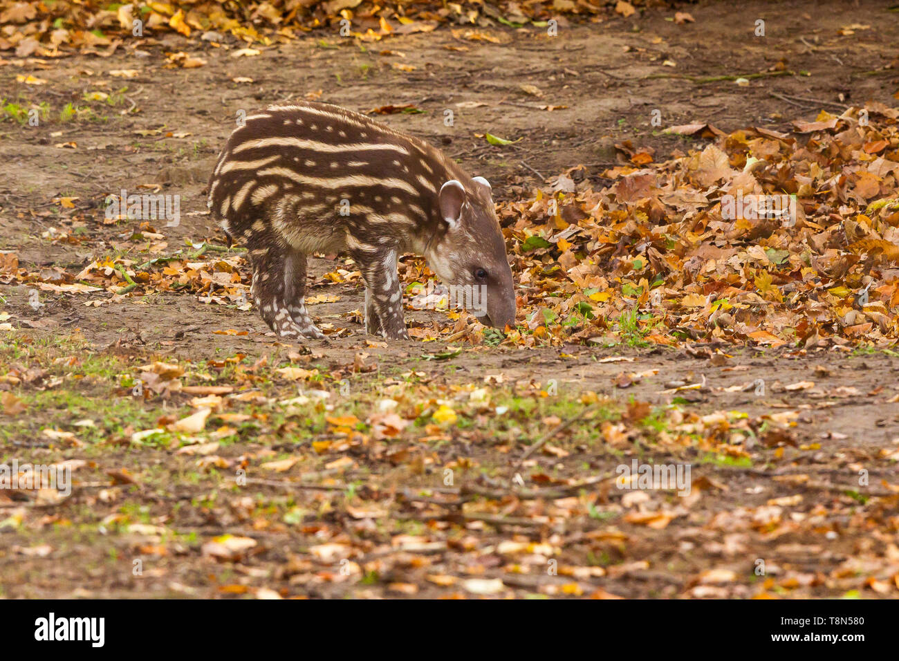 Baby tapir stripe hi-res stock photography and images - Alamy