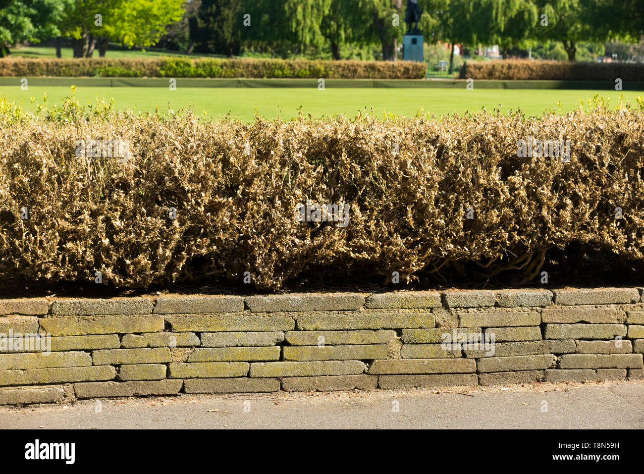 Dead and dying Box trees (Buxus) tree / topiary damaged killed by the ...