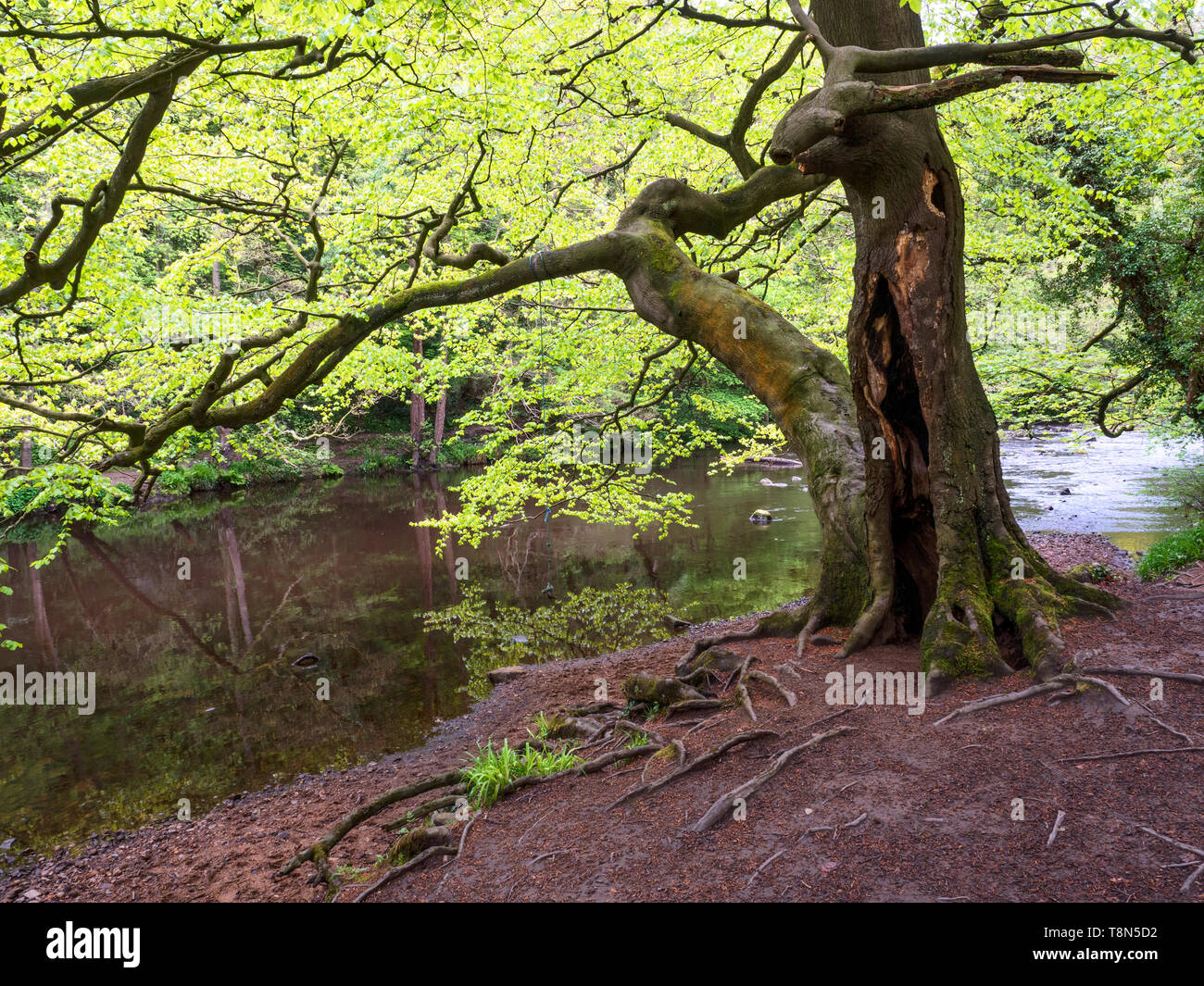 Spring tree by the River Nidd in Nidd Gorge Woods near Knaresborough ...