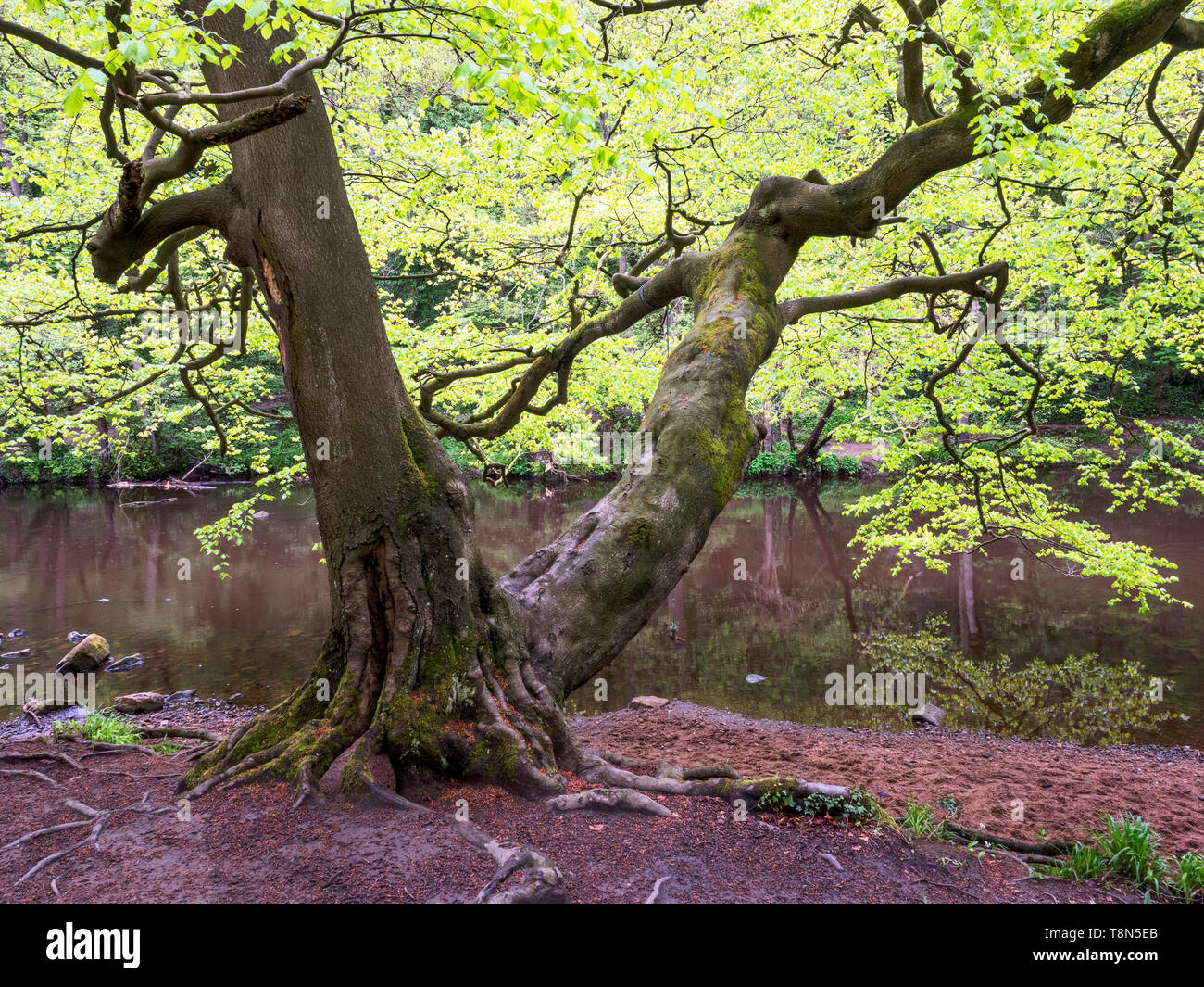 Spring tree by the River Nidd in Nidd Gorge Woods near Knaresborough ...
