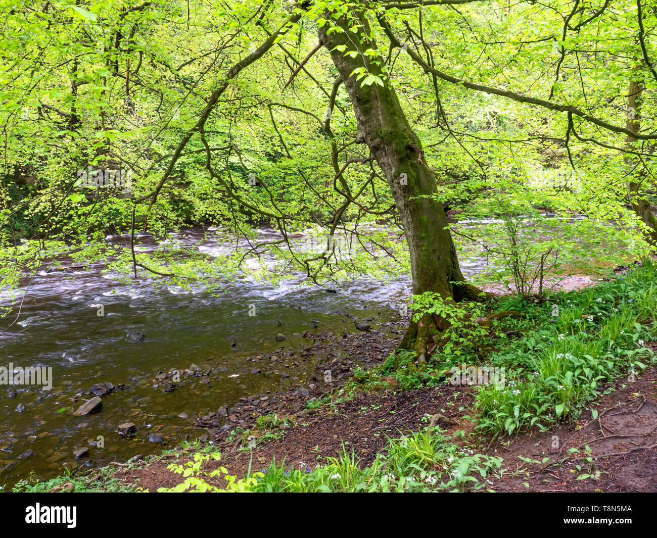 Spring tree by the River Nidd in Nidd Gorge Woods near Knaresborough ...