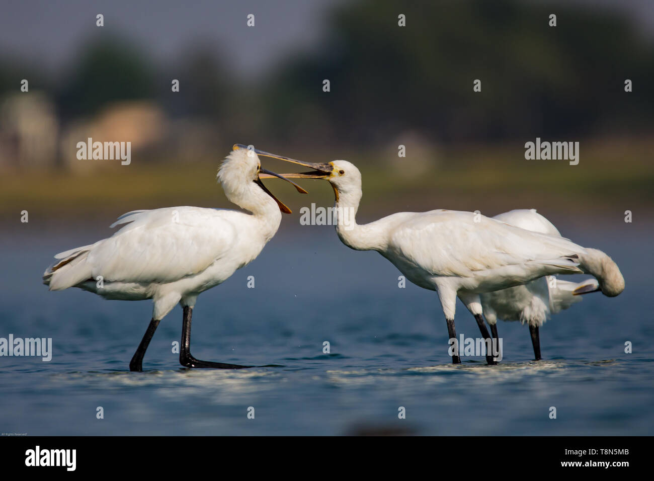 Spoonbill fish hi-res stock photography and images - Alamy