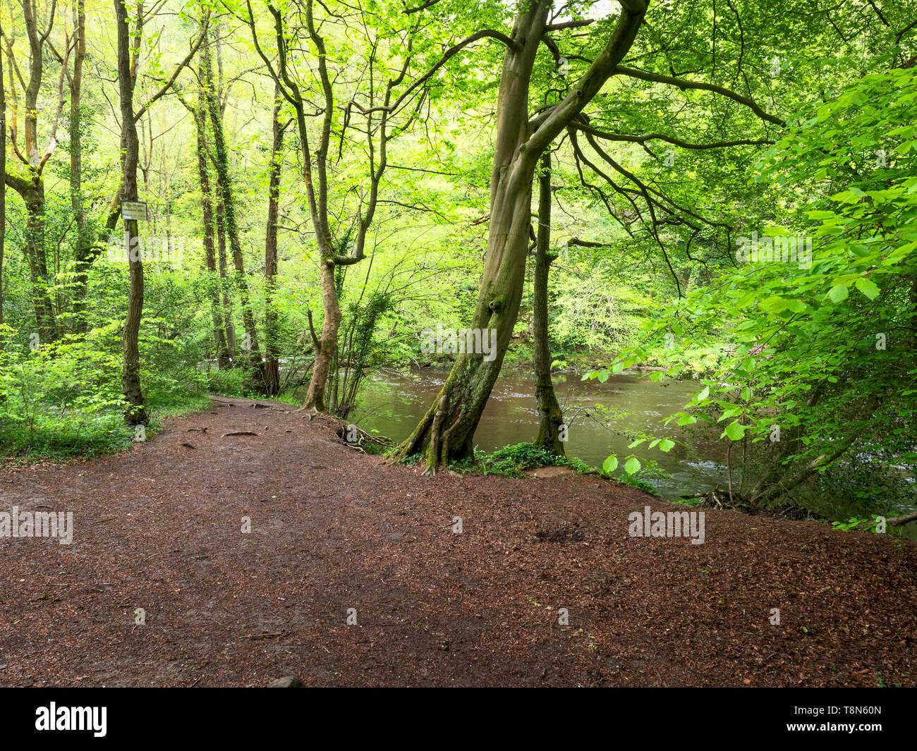 Spring trees by the River Nidd in Nidd Gorge Woods near Knaresborough ...