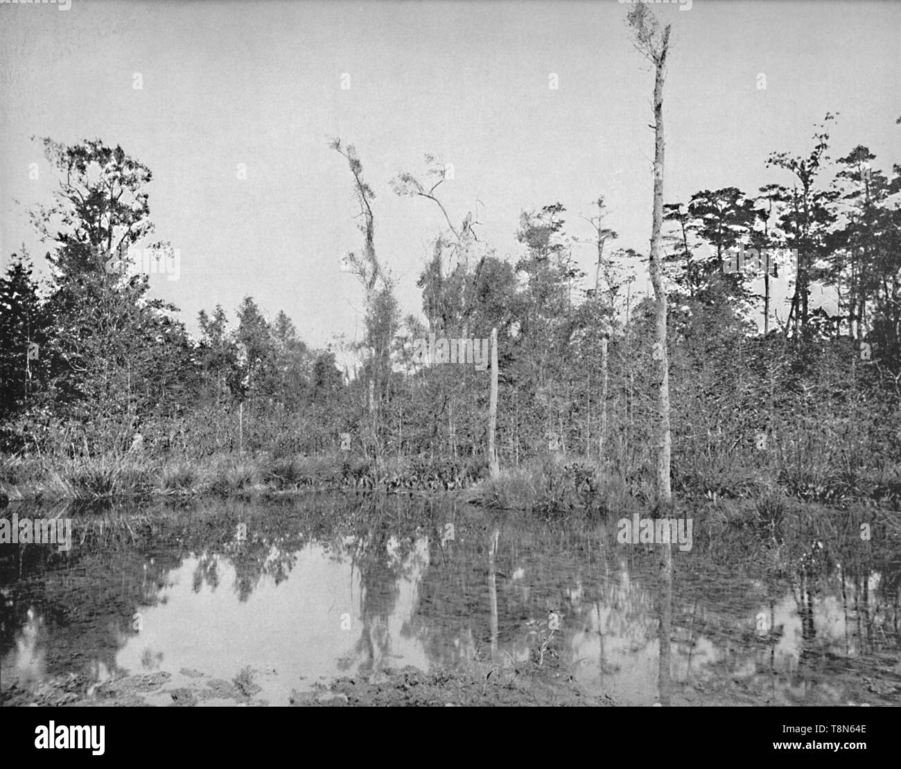 Louisiana Swamp Food Pyramid