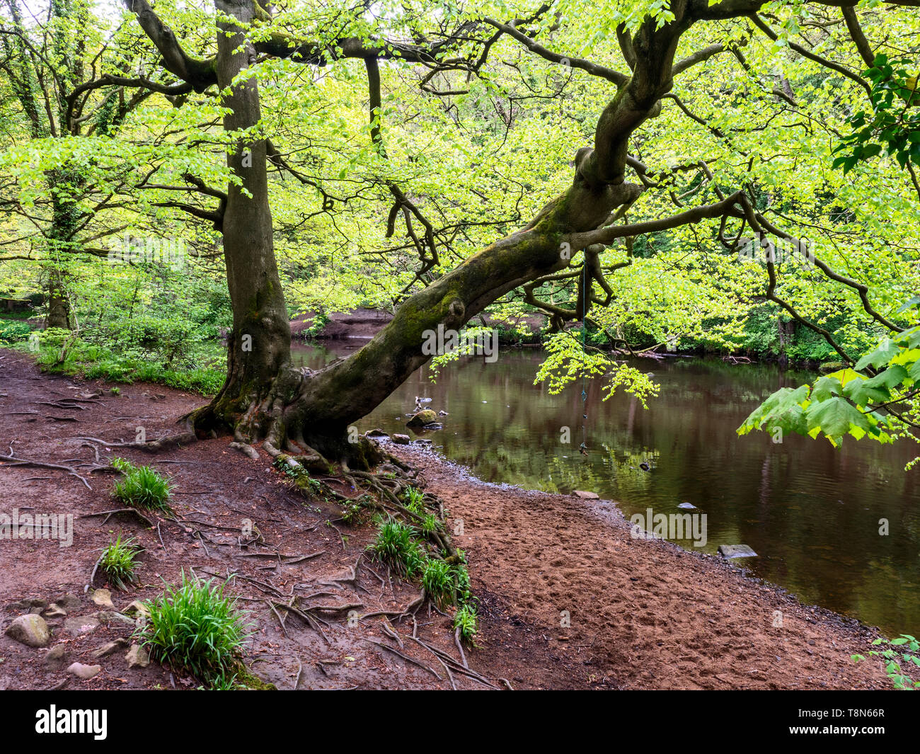 Spring tree by the River Nidd in Nidd Gorge Woods near Knaresborough ...