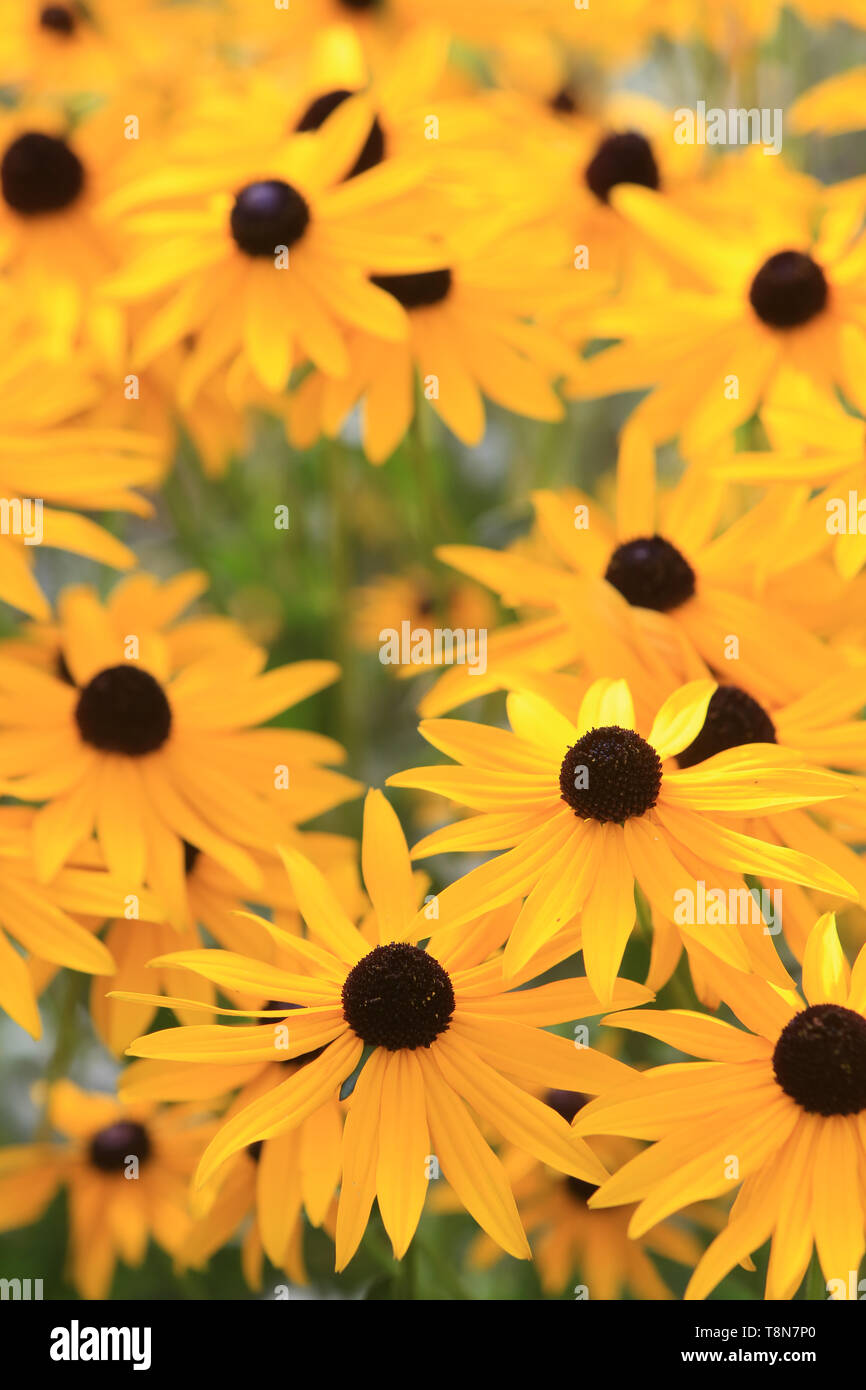 Marguerite jaune hi-res stock photography and images - Alamy