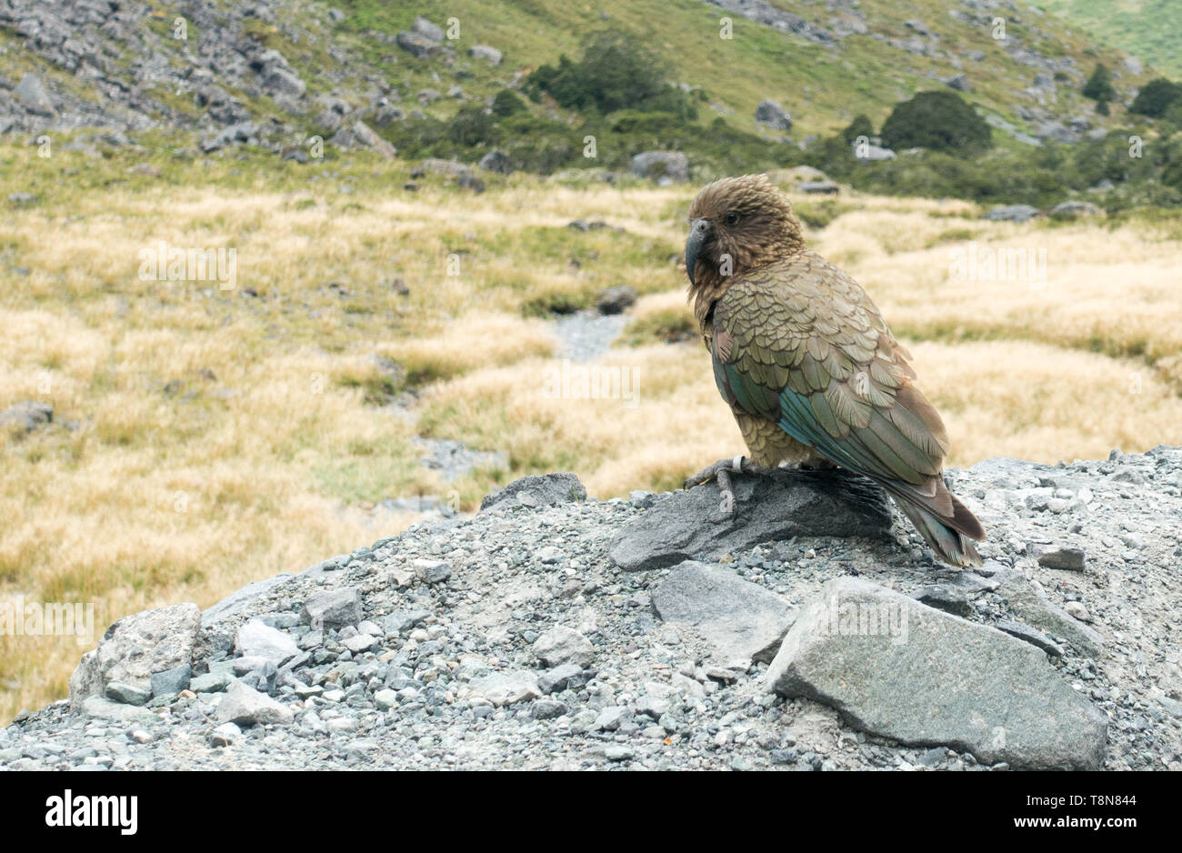 The entrance to the Homer Tunnel on the Milford Sound road. Kea parrots ...