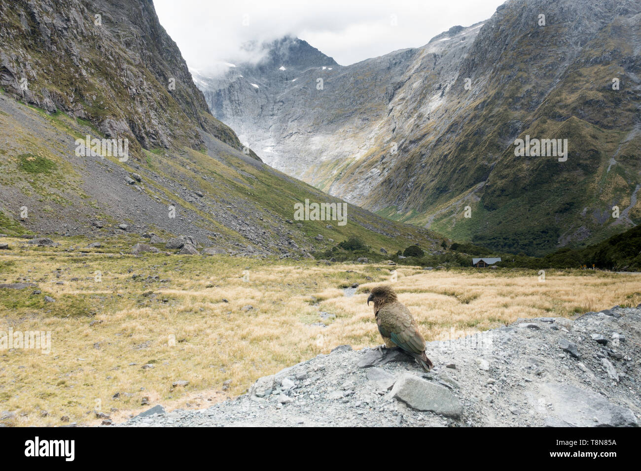 The entrance to the Homer Tunnel on the Milford Sound road. Kea parrots ...