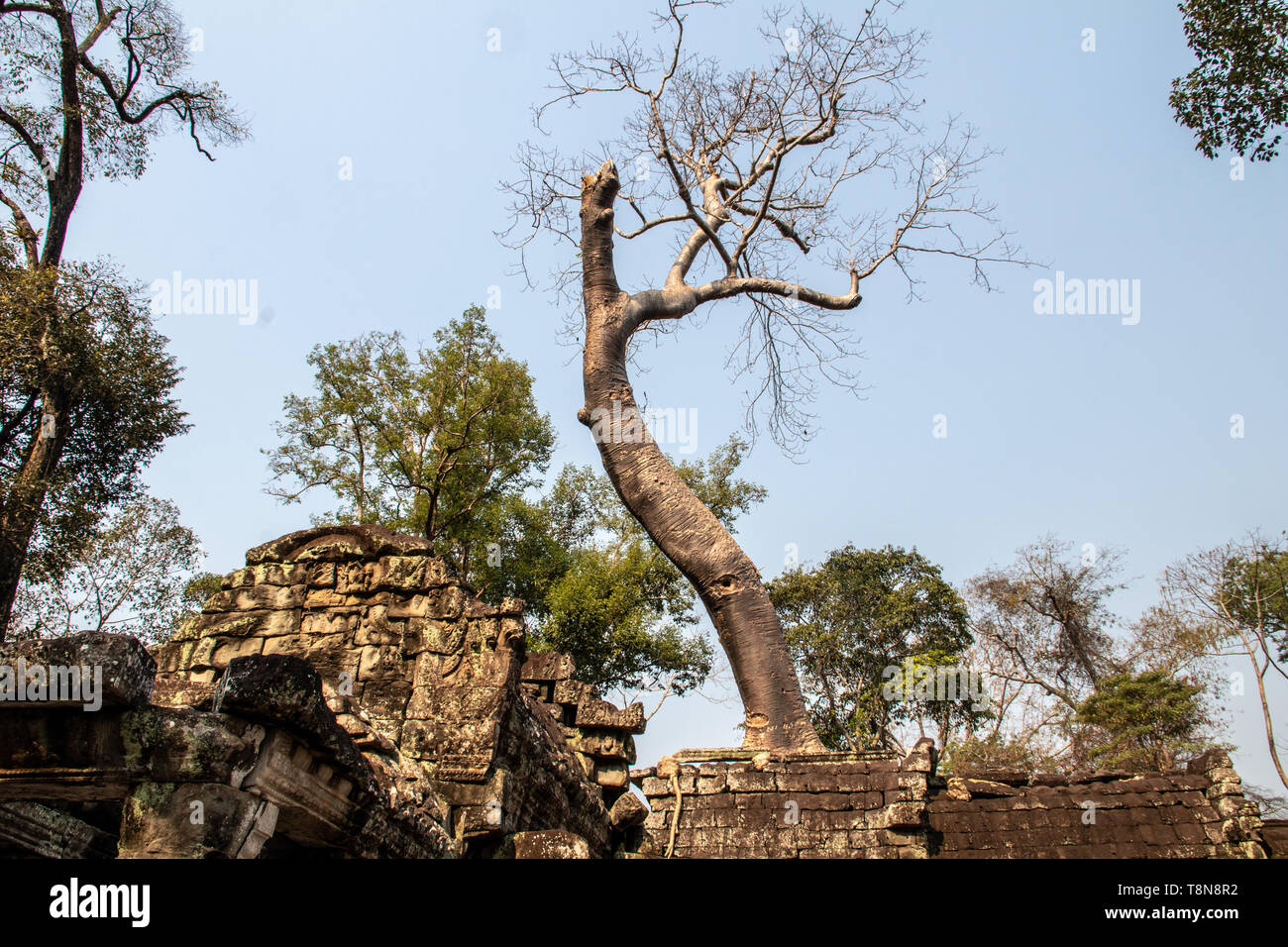 Tree growing out of old temple in AnkorWat Stock Photo - Alamy