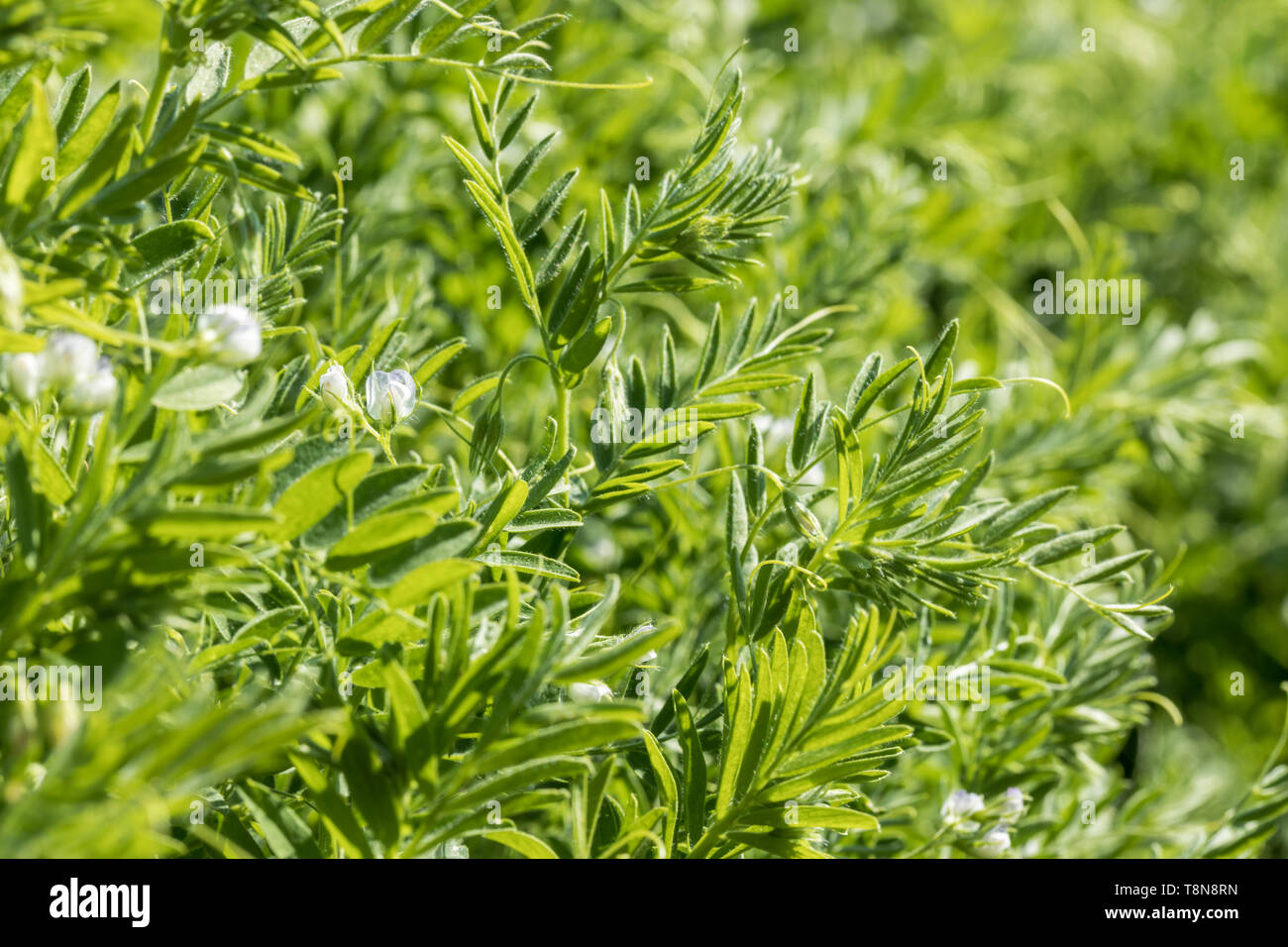 Lentil plant hi-res stock photography and images - Alamy