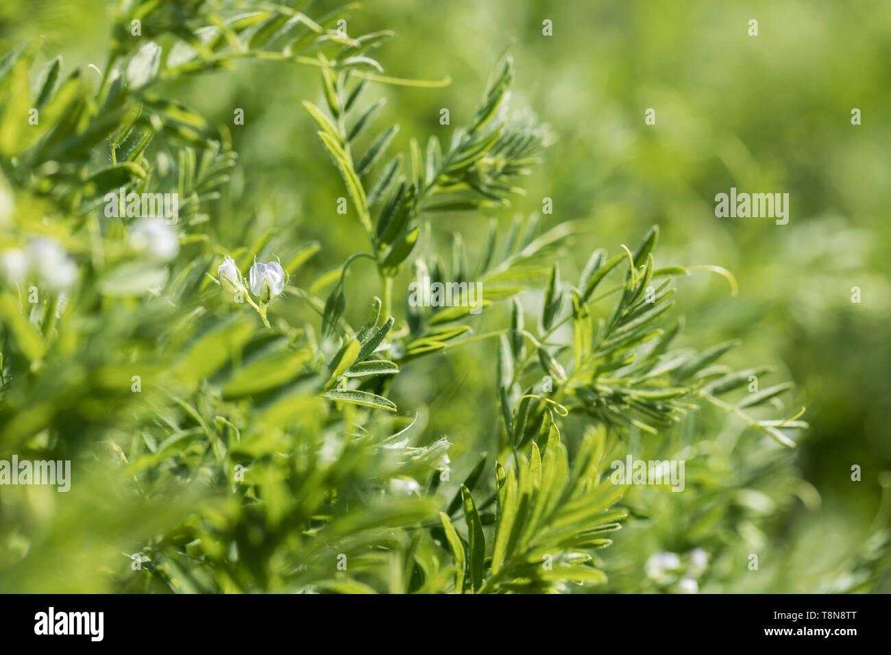 Close-up of lentil plant with white flowers. Lentil field. Detail of ...